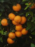 COMPUTER VISION FOR AUTOMATED FLOWER, FRUIT AND VEGETABLE PROCESSING